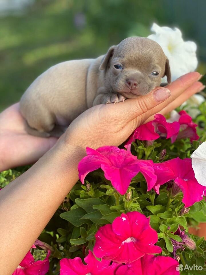 Супер красивые малыши чихуа