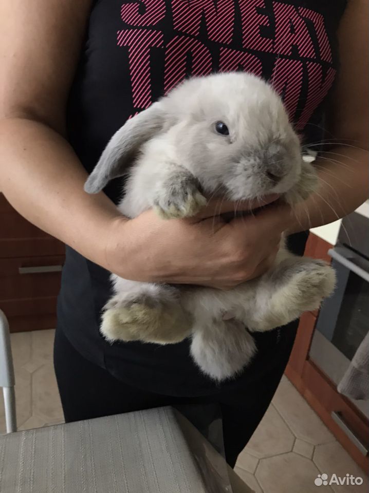 Кролик Карликовый Баран