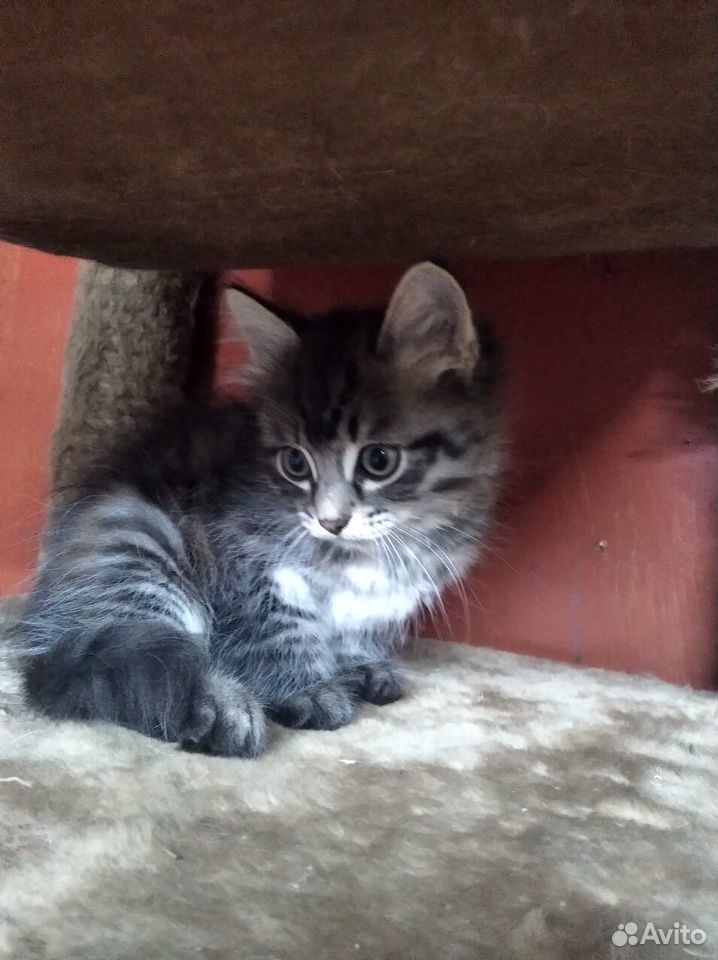 Котёнок мальчик бесплатно