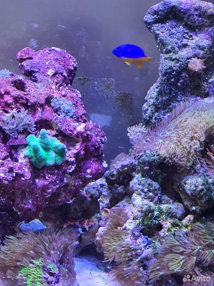 Хриптизера (морская рыбка)