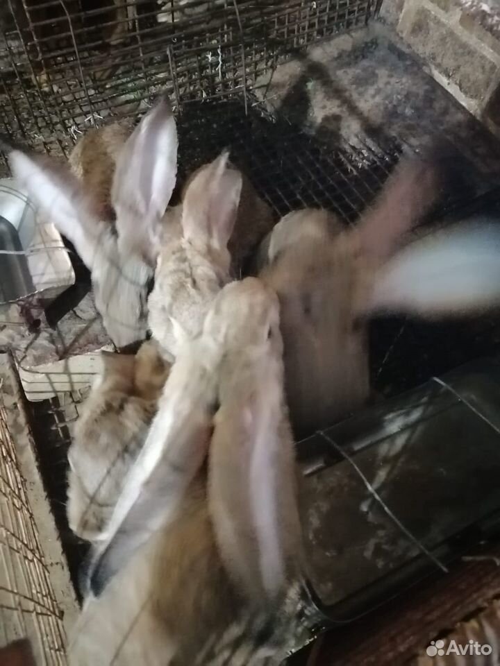 Кролики породы Фландер