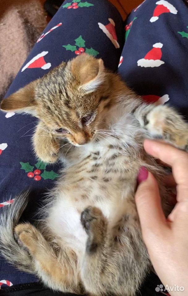 Отдам котёнка в добрые руки