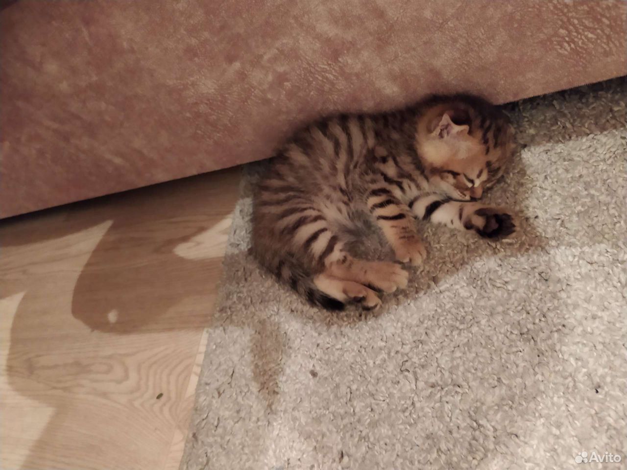 Шотландский котенок