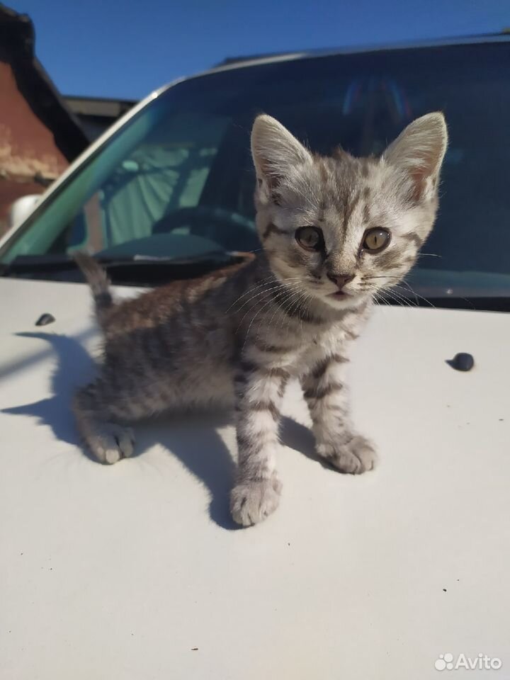 Отдам в добрые руки котенка (мальчик) метис с брит