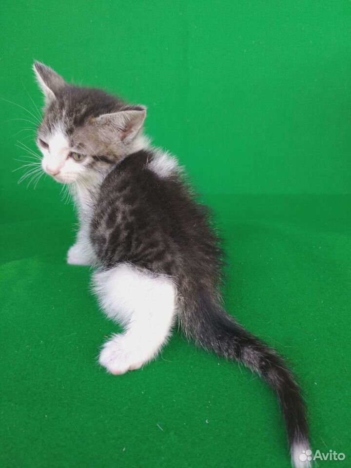 Раздаются котята в добрые руки