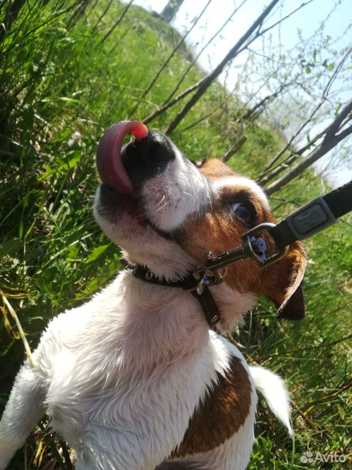 Ищю собаку породы джек рассел терьер в Ивановской