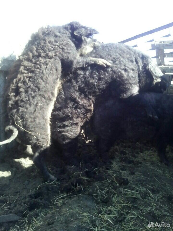 Продаю Венгерскую мангалицу