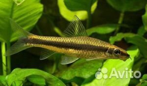 Вьетнамский водорослеед