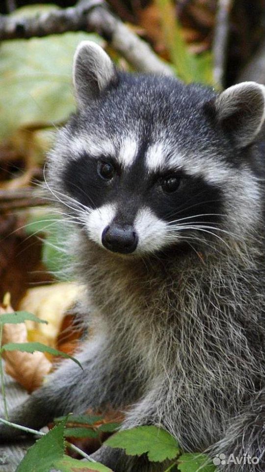 Енот для вольерного содержаниия