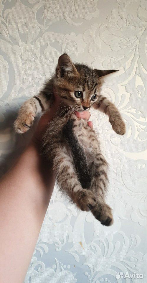 4 прекрасных котенка