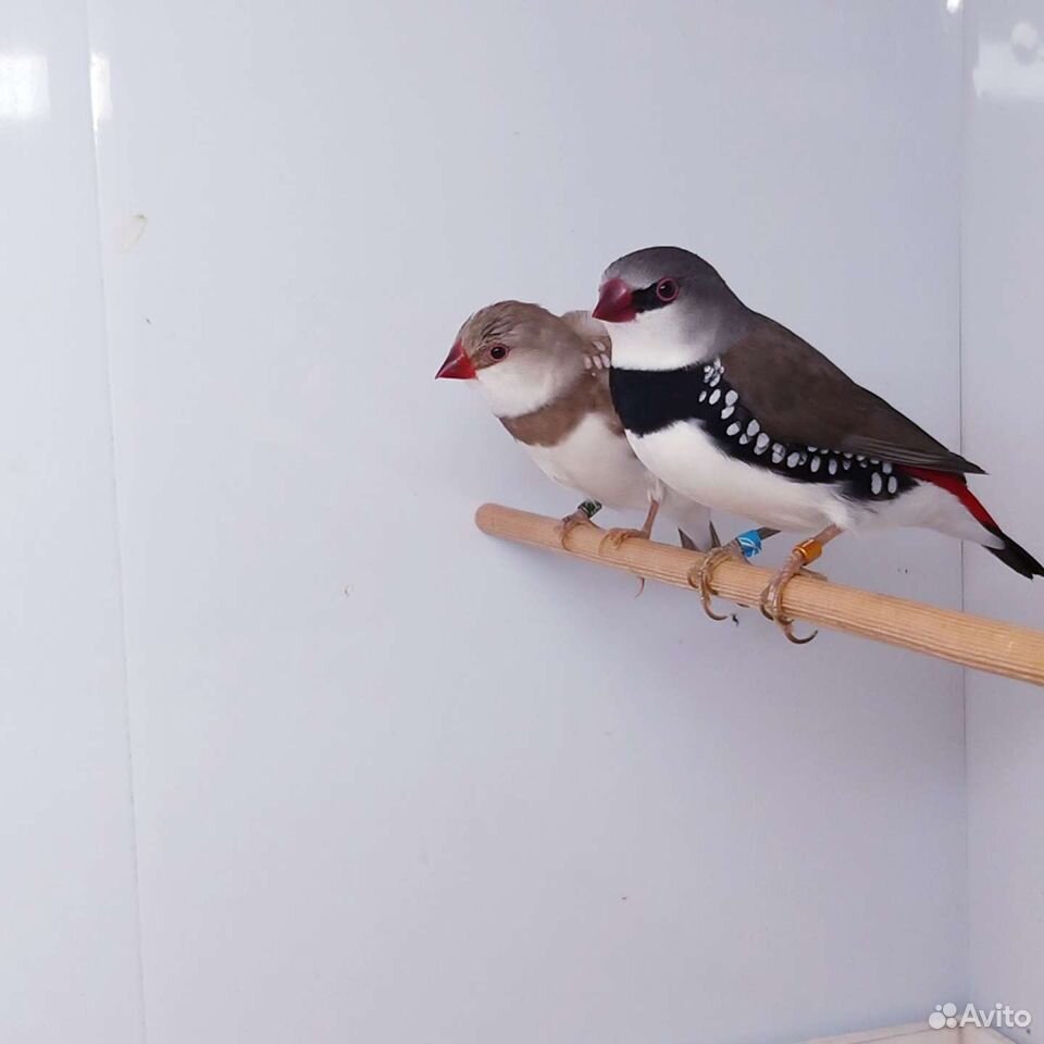 Бриллиантовая амадина