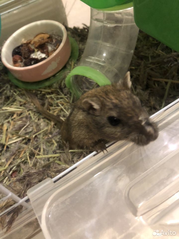 Дегу песчанка с клеткой ++++