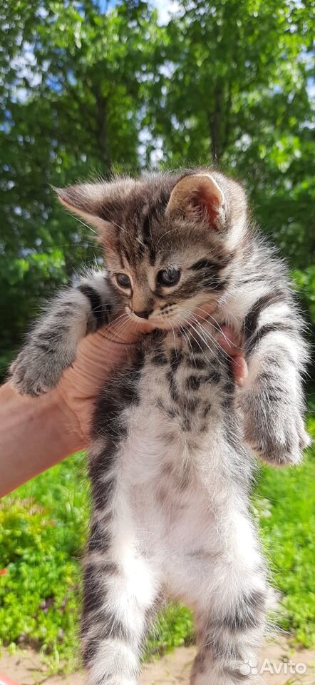 Котята