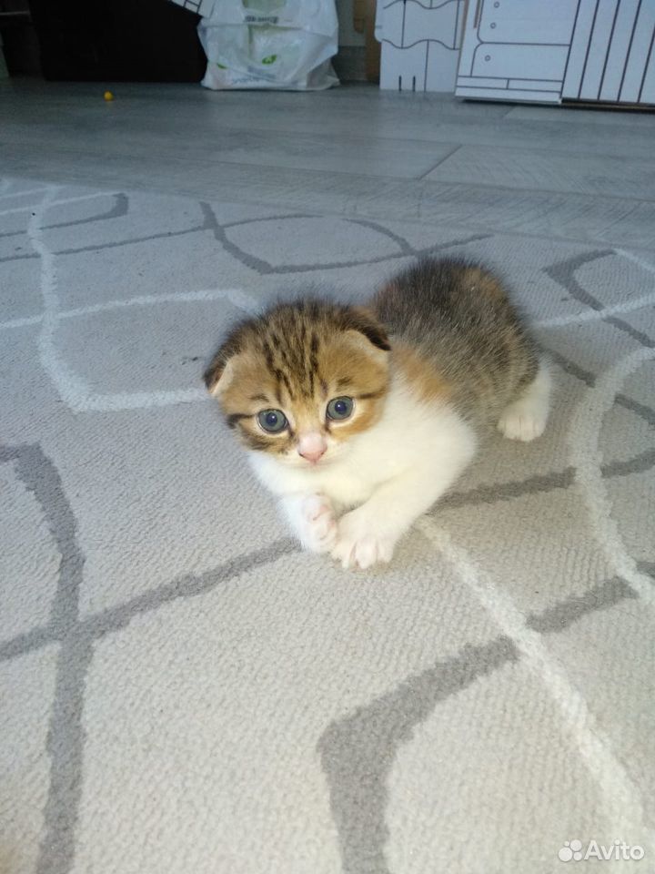 Шотландская