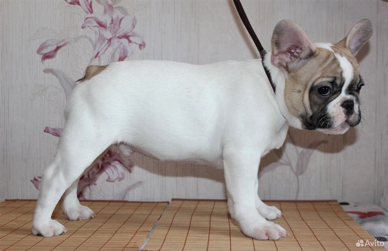 Французский бульдог малыш мальчишка