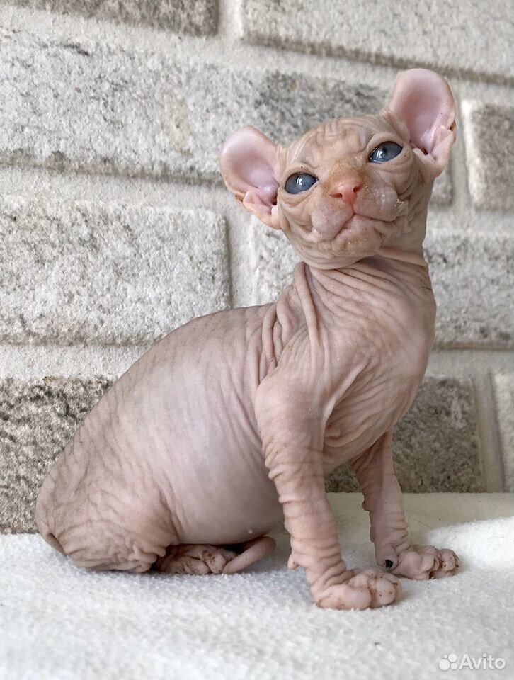 Серьезный парень-эльф