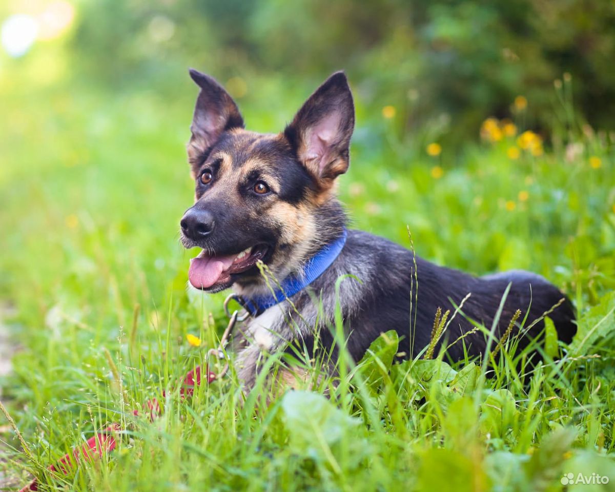 Собачка-бабочка