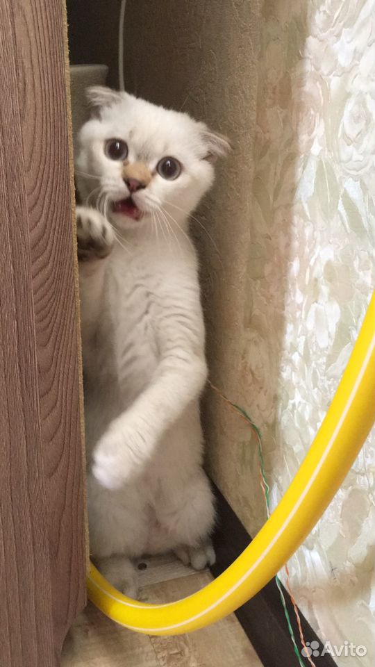 Кошка Британка