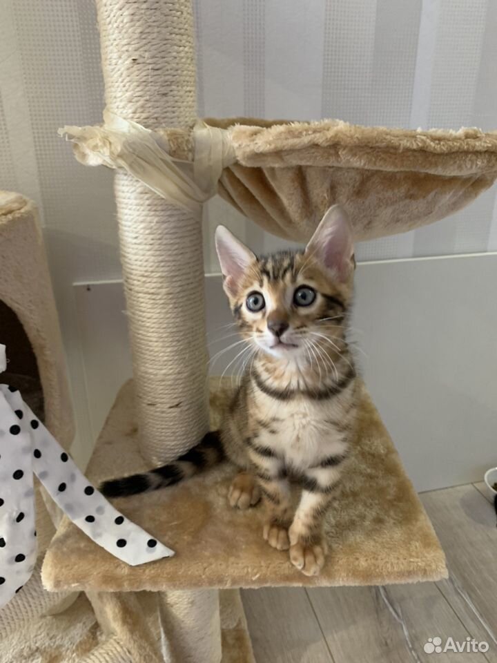 Мальчик бенгал с домиком-когтеточкой