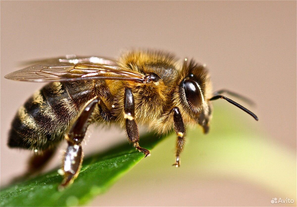 Ульи с пчелами