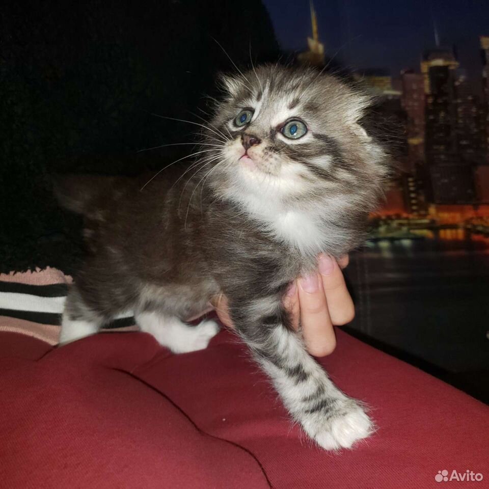 Шотландская вислоухая