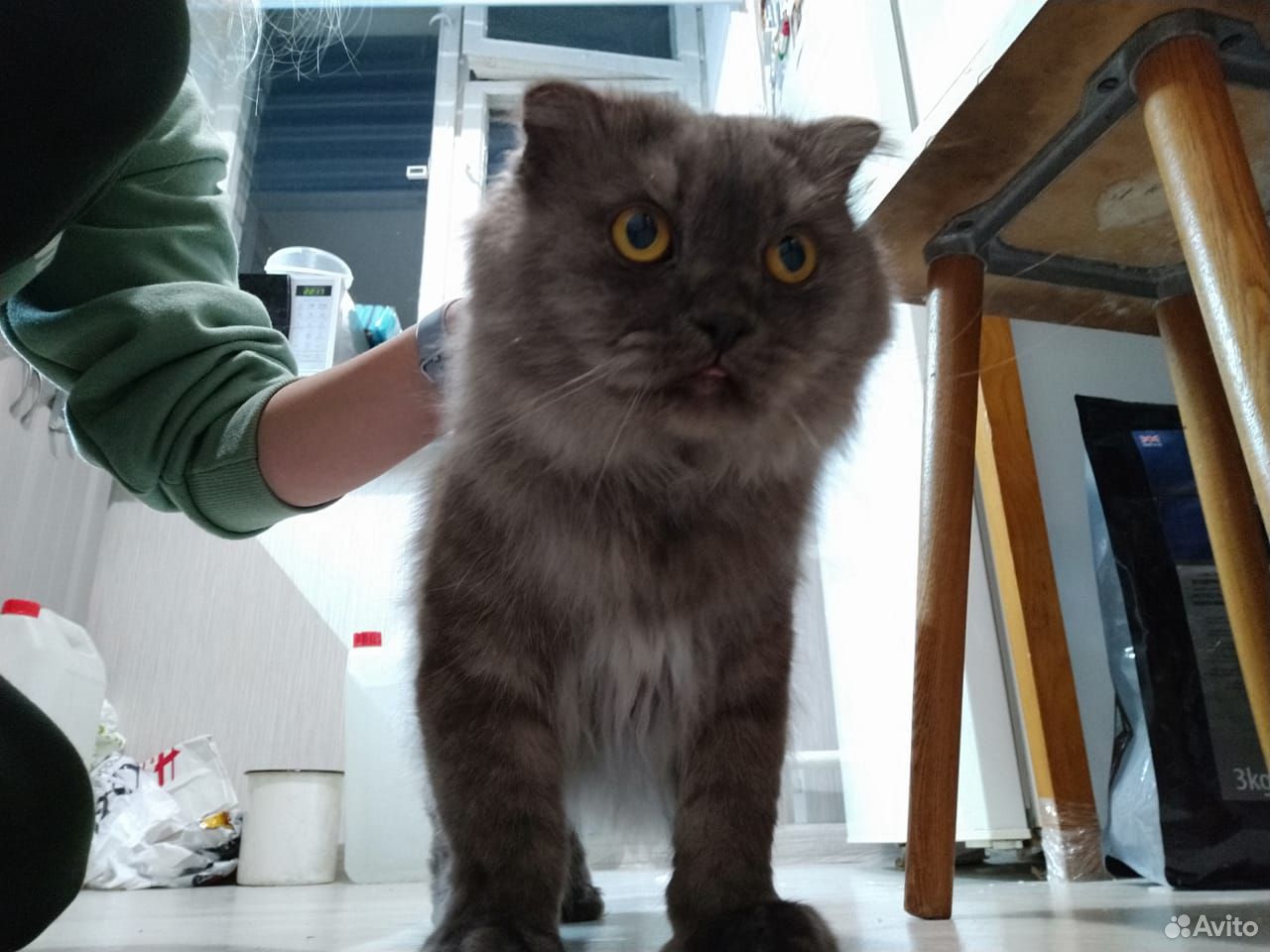 Вязка кошки шотладнец