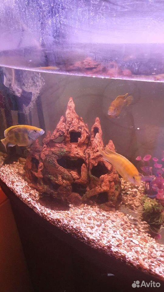 Рыбки еллоу