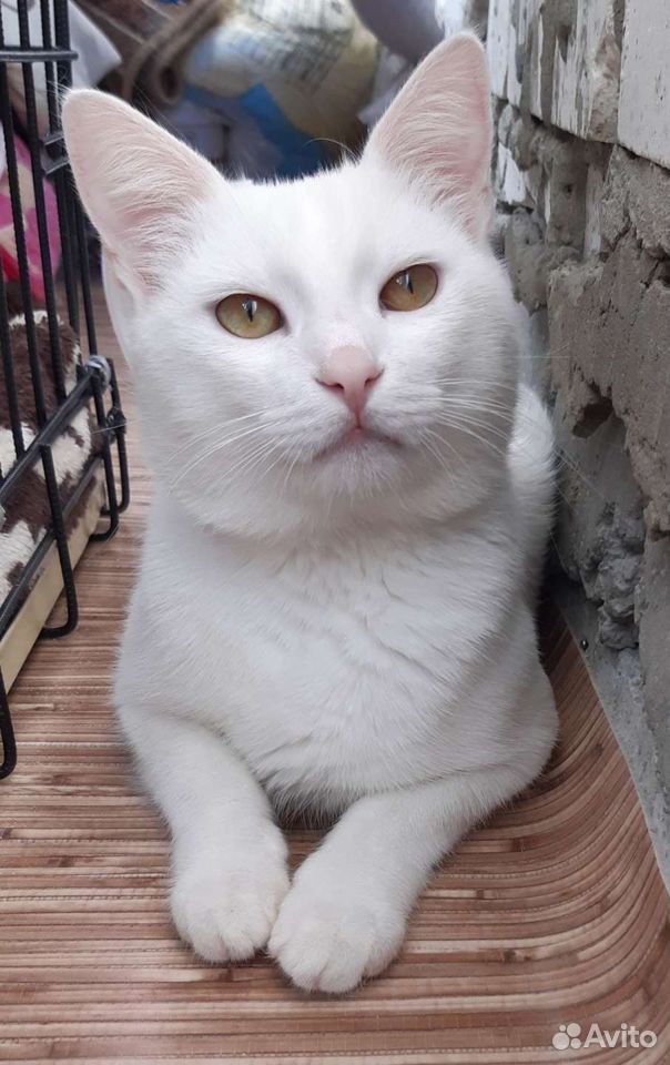 Кот Беляш ищет дом