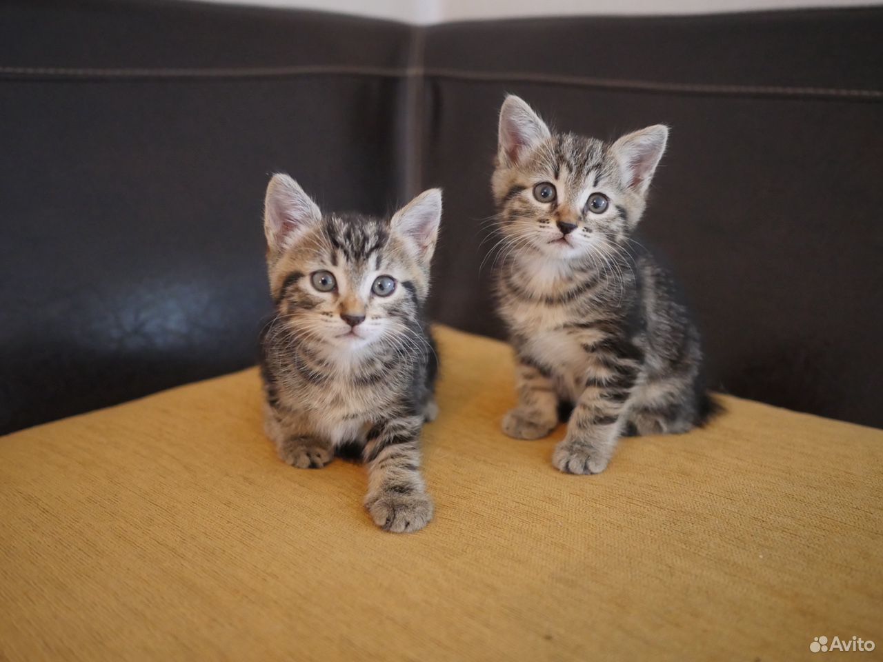 2 тигрули. Девочки