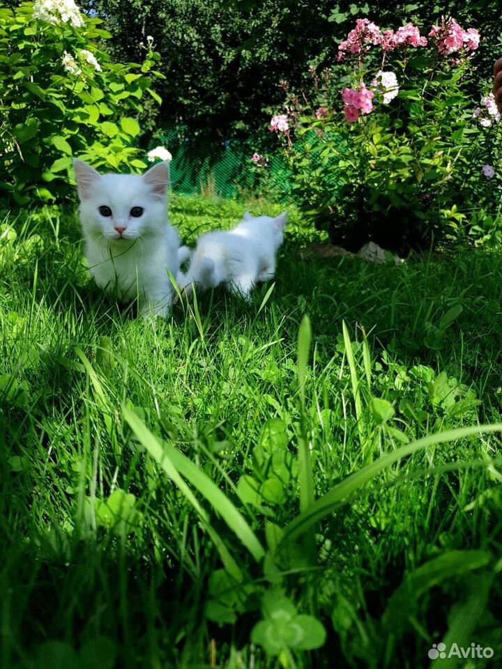 Котята- "далматинцы"