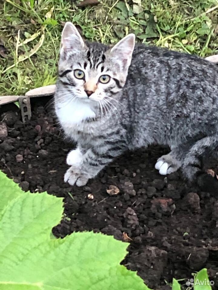 Котенок-полосатик ищет семью