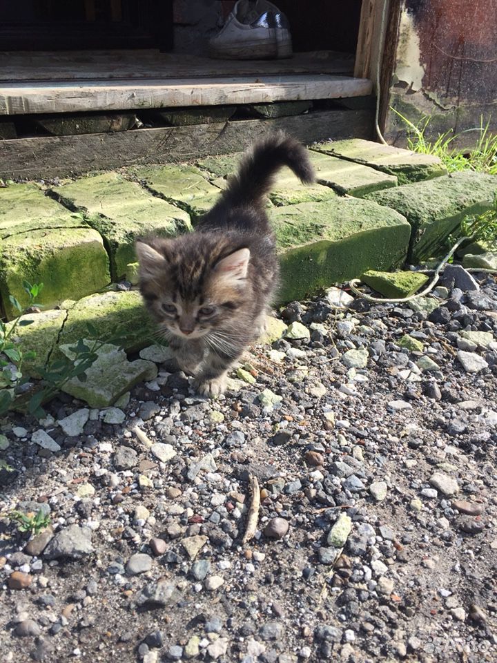 Кошка