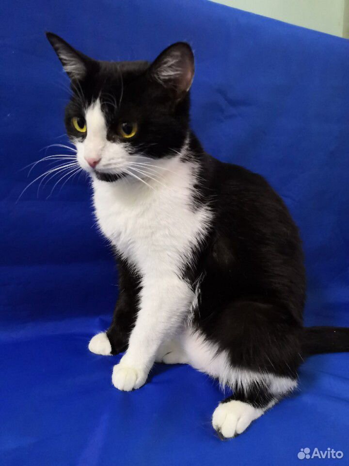 Ласковая Люся в добрые руки