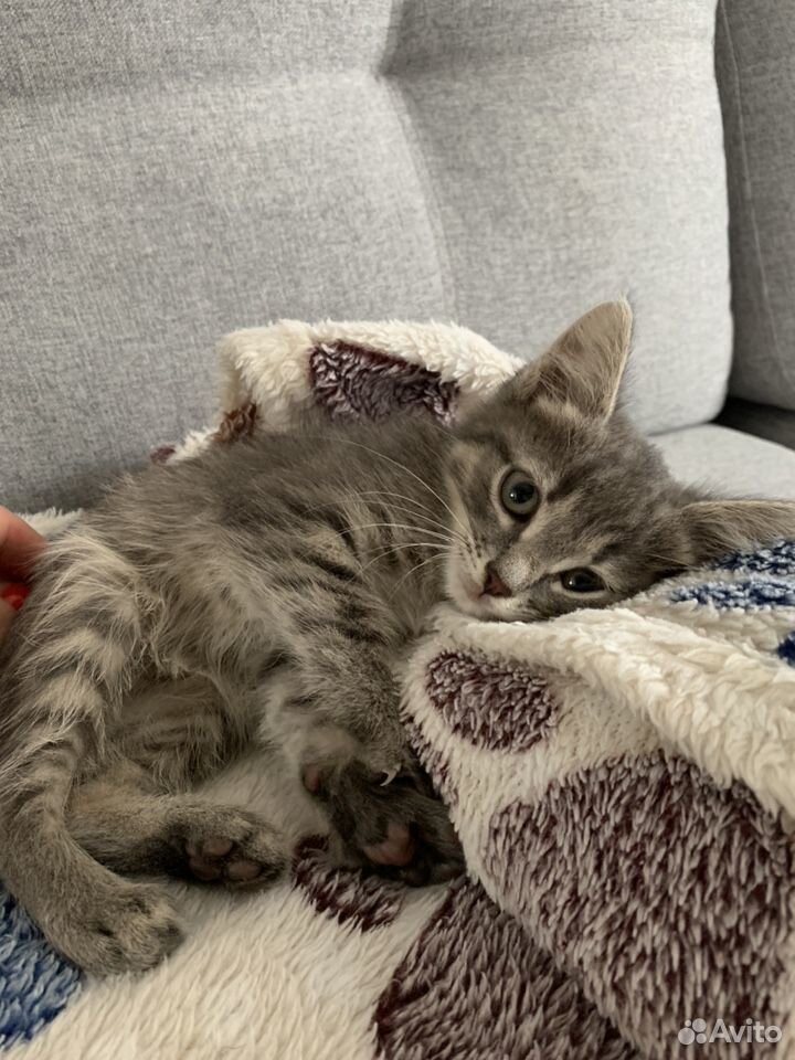 Милый домашний котик