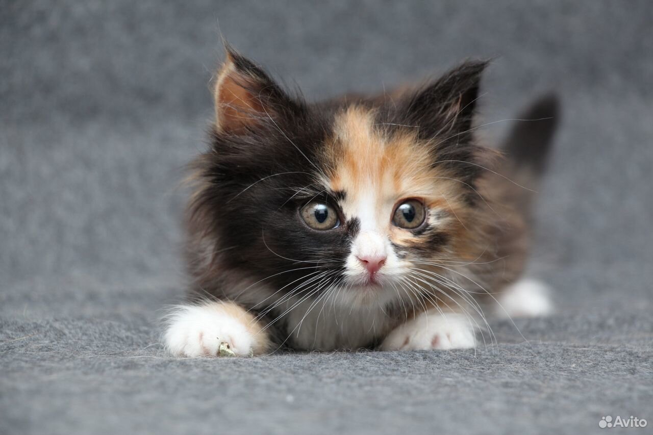 Котенок Милолика (Лика)