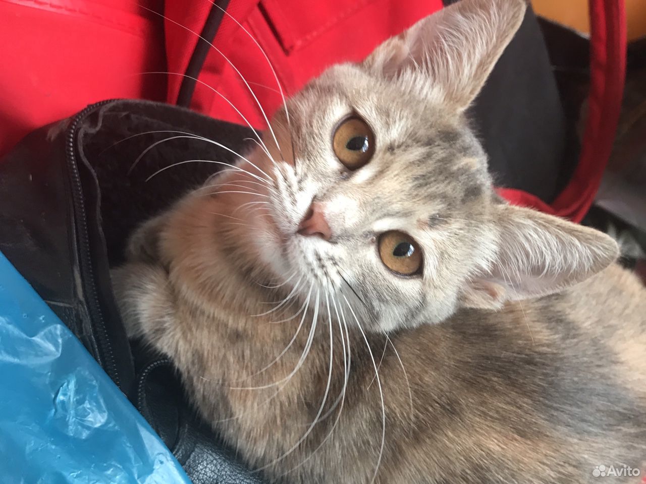 Девочка-Демон