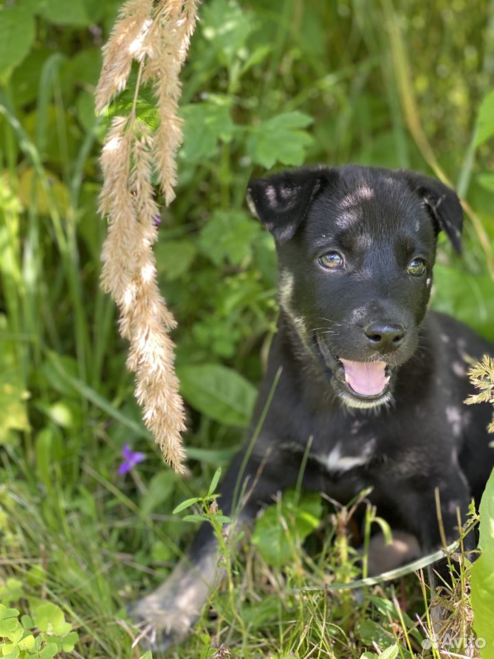 В дар лучший щенок