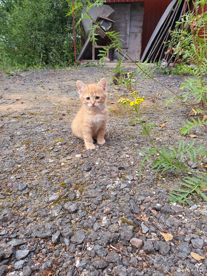 Котята очаровательные