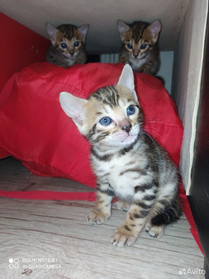 Котята Бенгальские, Бенгалы
