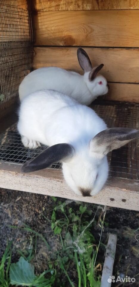 Кролик Калифорния