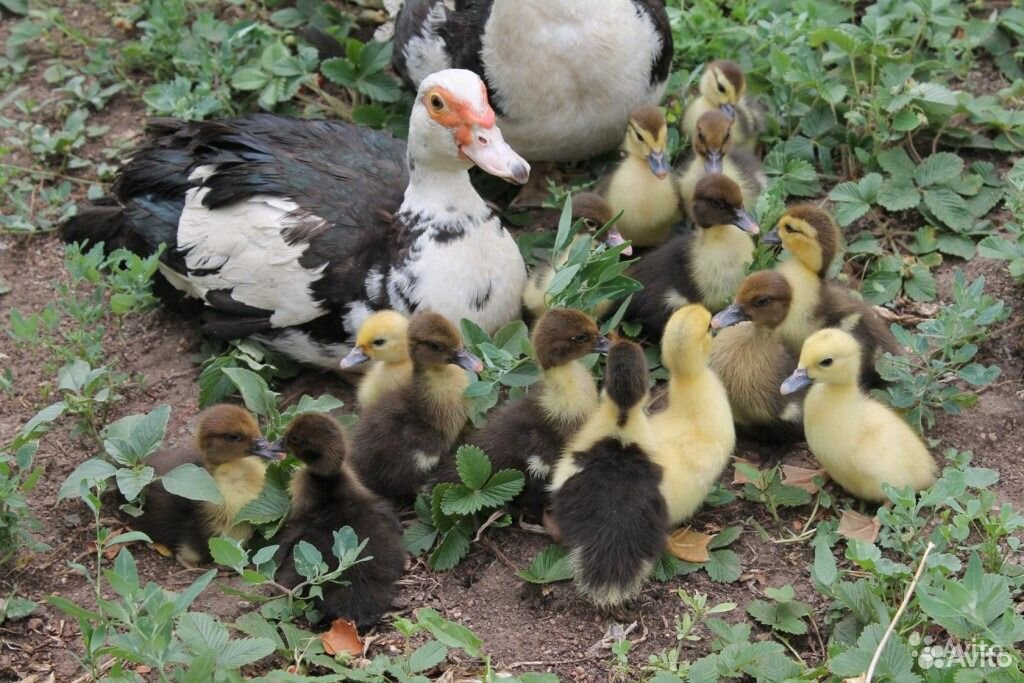 Индо утка с утятами