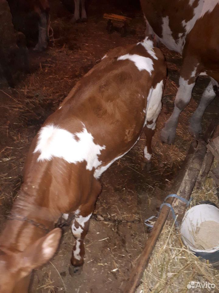 Тёлочка 3 мес