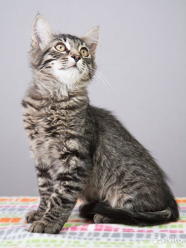 Котик Гоша 4 мес в дар