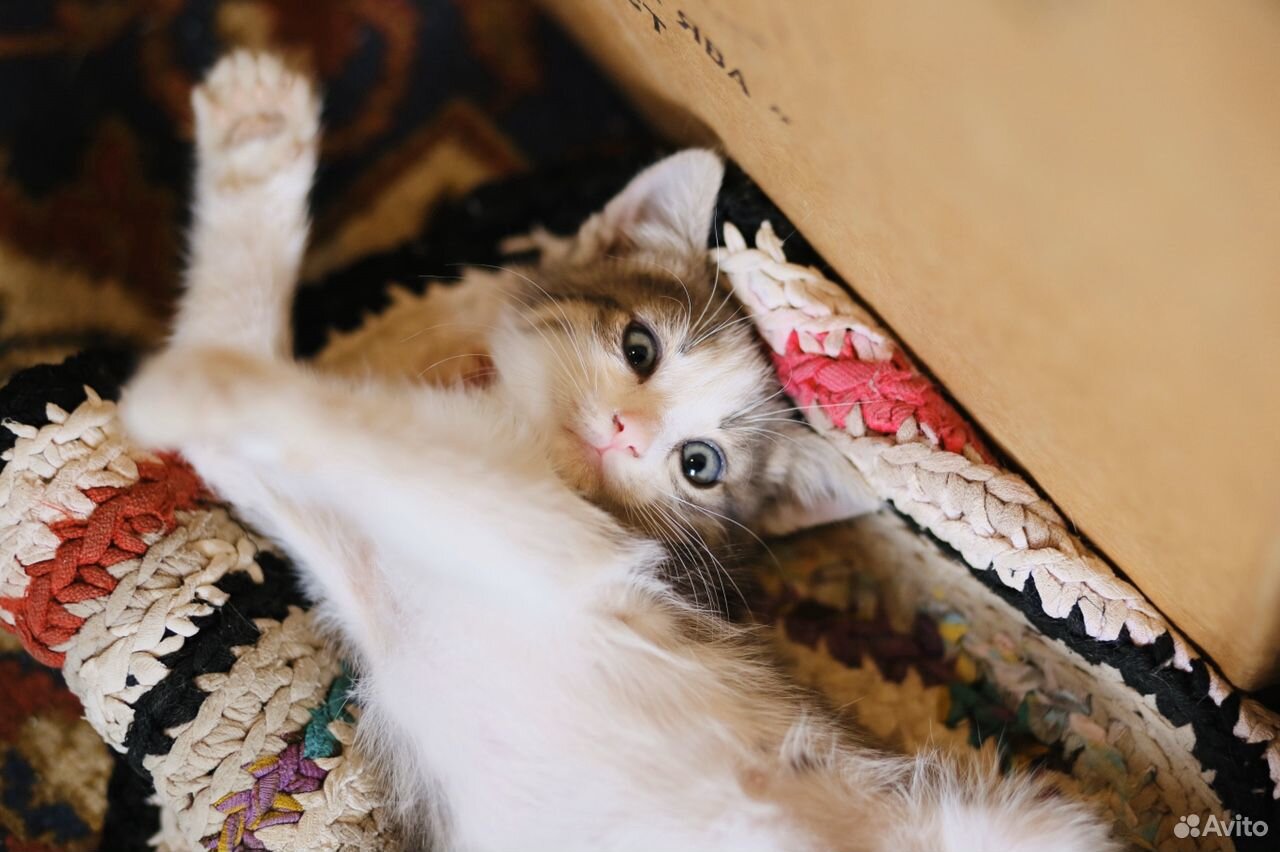 Котёнок красивая