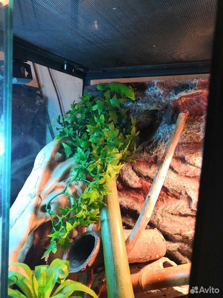 Фельзума грандис