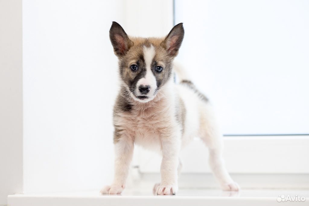 Маленький щенок в дар, некрупный щенок в добрые ру