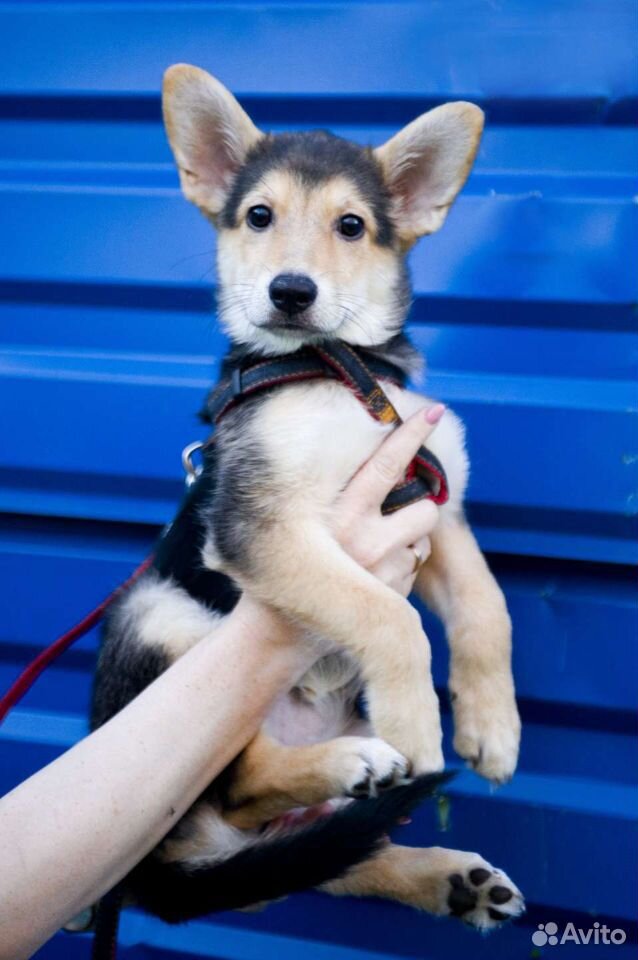 Ушастое чудо в добрые руки