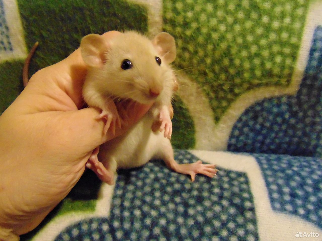 Крысы.крысята девочки дамбо. микки - маусы. клетки