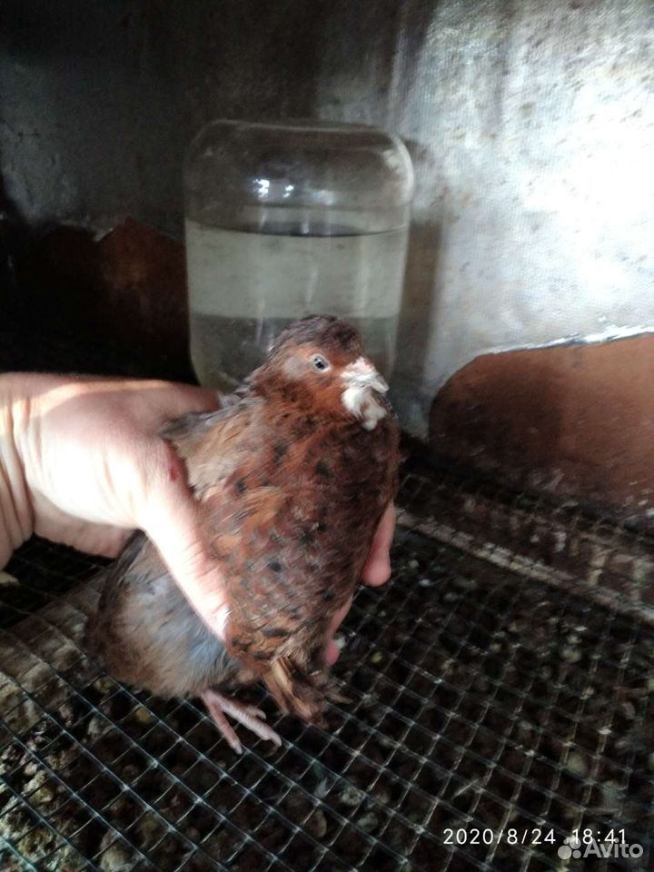 Перепела несушки