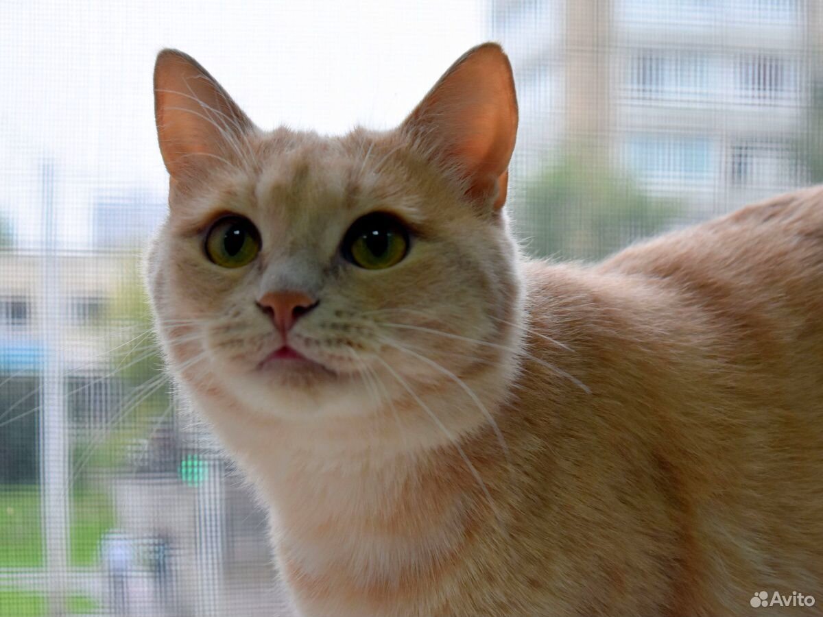 Котик нежного акварельного окраса Гарик